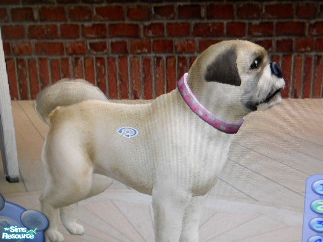 The Sims Resource | Shih tzu dog
