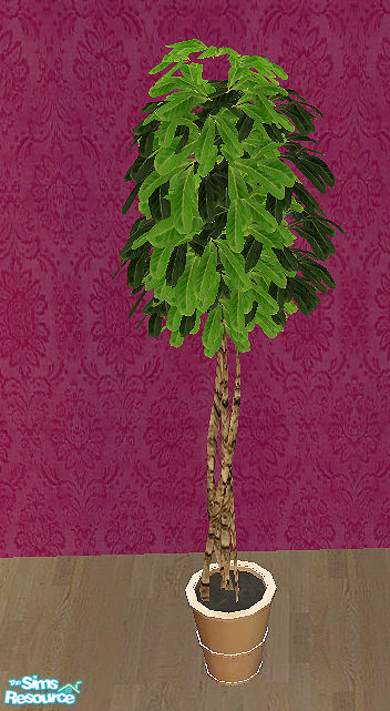 The Sims Resource - Carries - plant