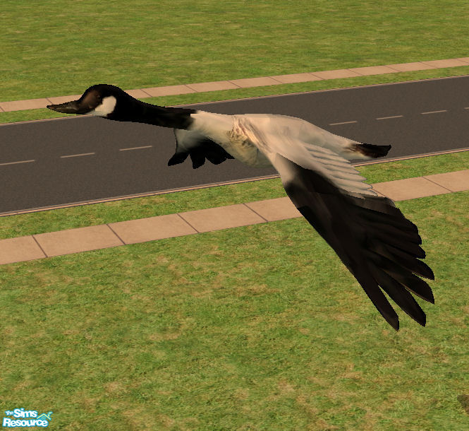 The Sims Resource | Animated Canadian Goose - Custom Sounds