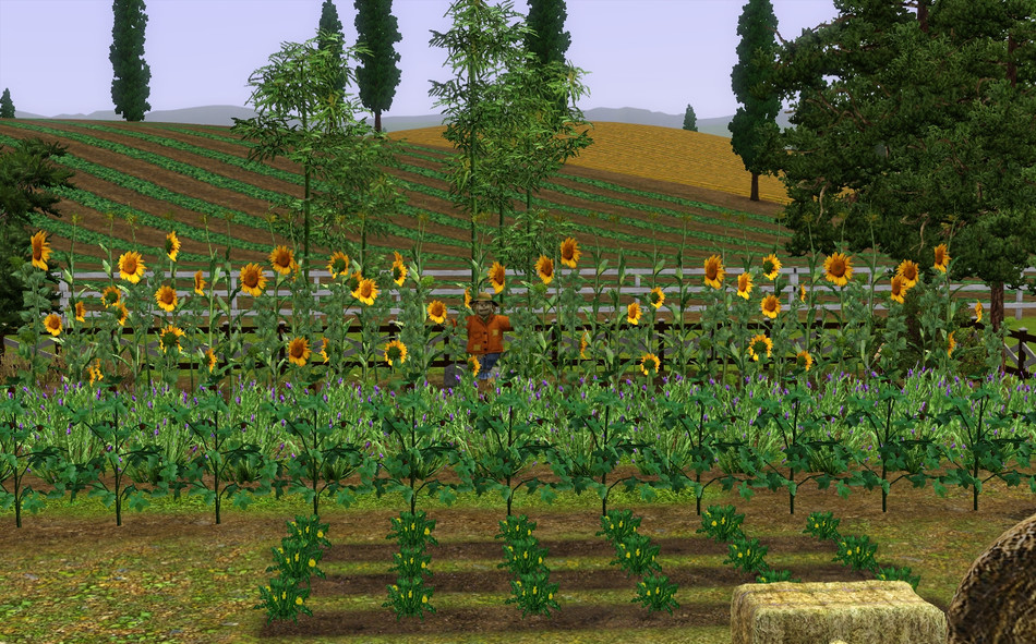 The Sims Resource - Old Farm