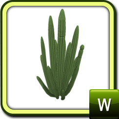 The Sims Resource | Plant Organ Pipe - stenocereus thurberi - 5,5 metres