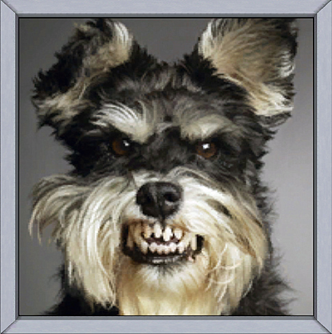 The Sims Resource | Mini schnauzer photos
