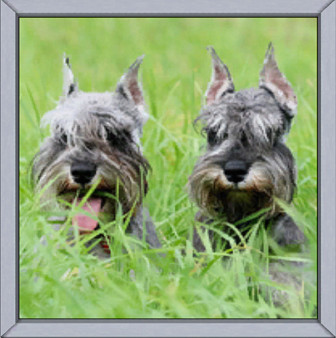 The Sims Resource | Mini schnauzer photos