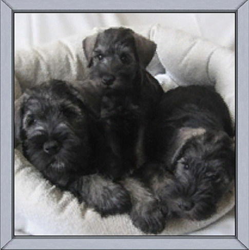 The Sims Resource | Mini schnauzer photos