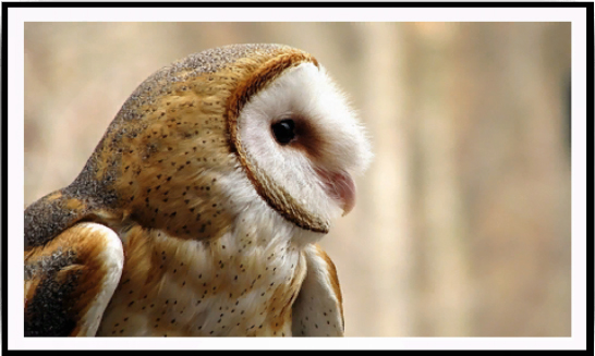 The Sims Resource | Owls by 7906569