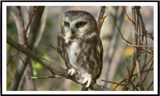 The Sims Resource - Owls by 7906569