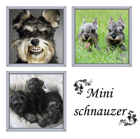 The Sims Resource | Mini schnauzer photos