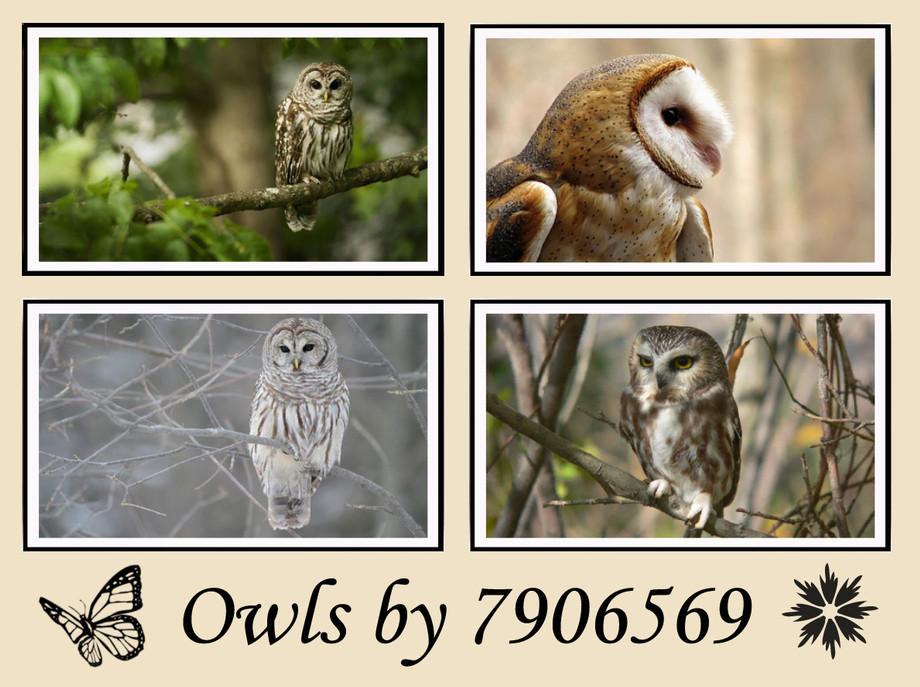 The Sims Resource - Owls by 7906569