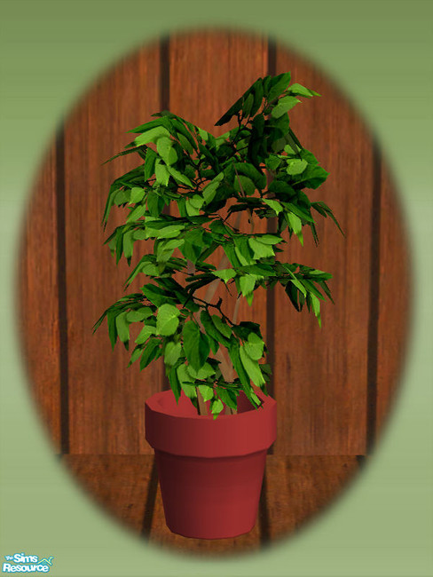 The Sims Resource - Garden Shed Pot Plant 02 - Rec 01