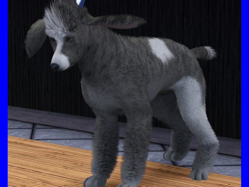 The Sims Resource - Standard Poodle