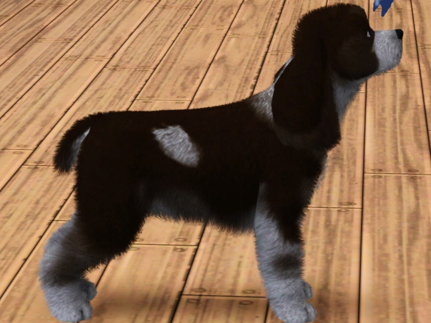 The Sims Resource - American Cocker Spaniel