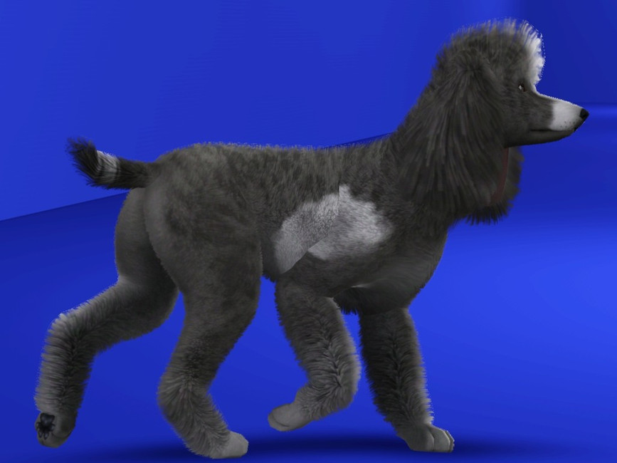 The Sims Resource - Standard Poodle