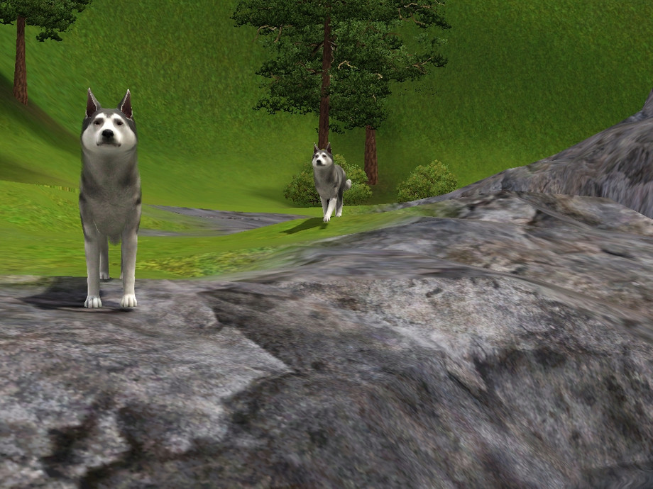 The Sims Resource | Wolf (Male)