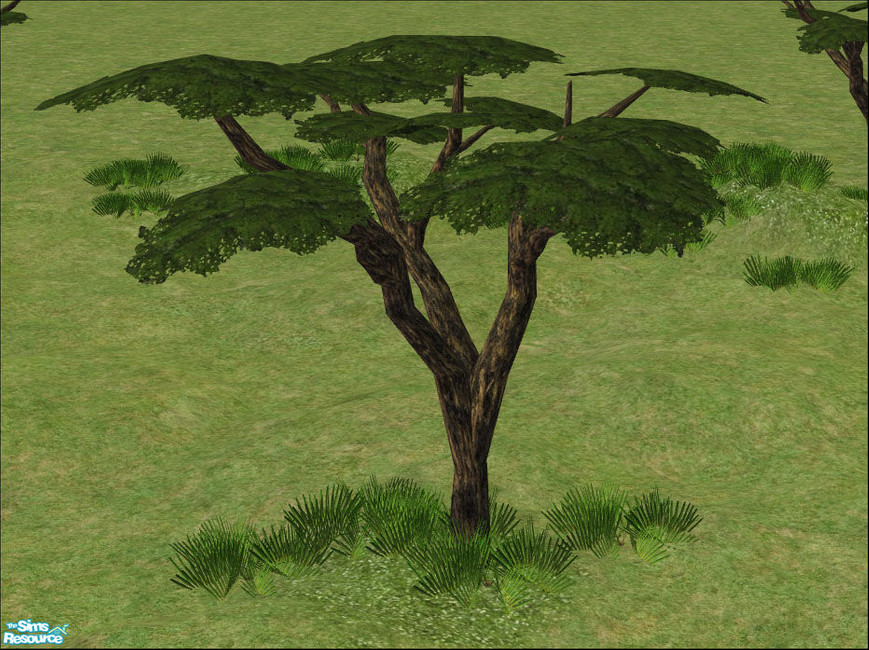 The Sims Resource - African Acacia Tree