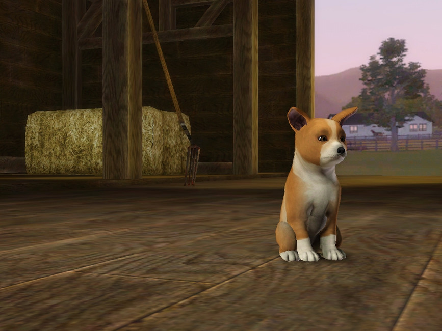 The Sims Resource - Muffin The Pembroke Welsh Corgi Puppy