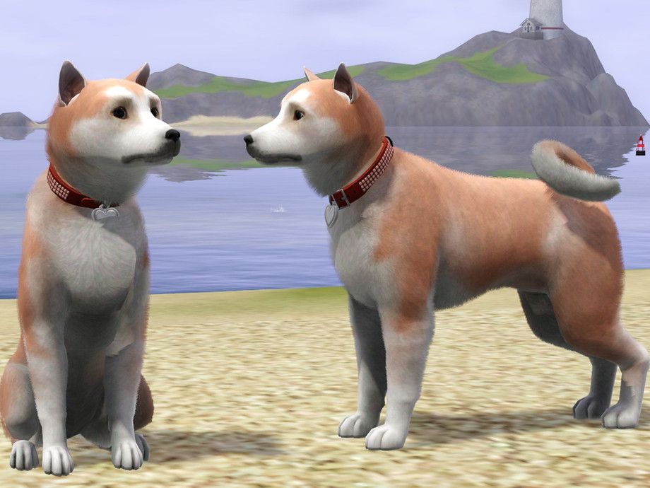 The Sims Resource | Shiba Inu