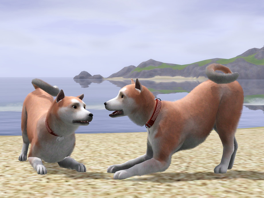 The Sims Resource | Shiba Inu