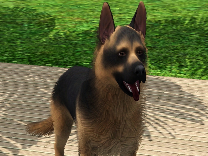 The Sims Resource | Spike - Long Hair German Shepherd