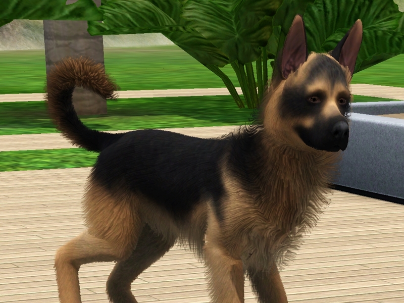 The Sims Resource | Spike - Long Hair German Shepherd
