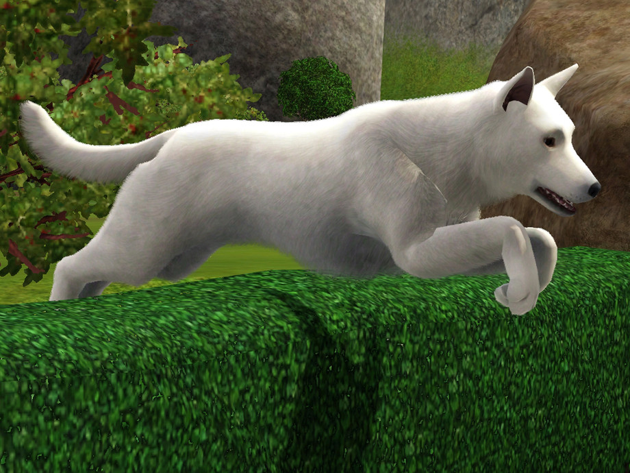 The Sims Resource | White Shepherd