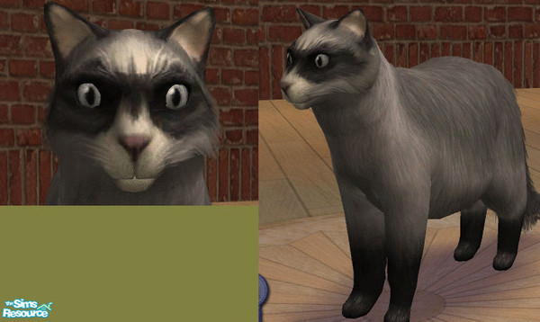 The Sims Resource - Animal Pretenders - Raccoon Cat