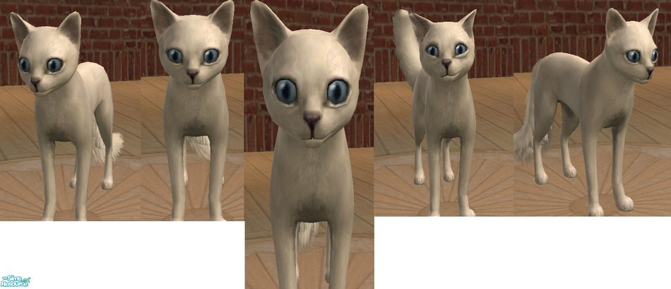 The Sims Resource - Cute cat
