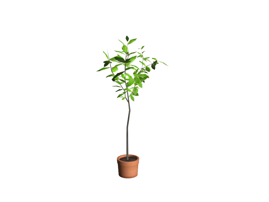 The Sims Resource - Addox Citrus tree