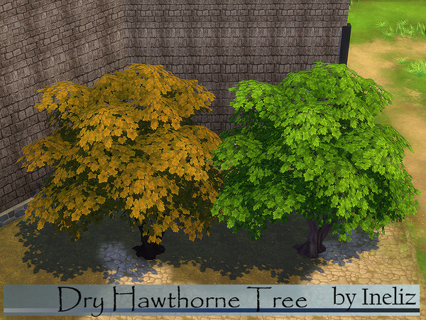 The Sims Resource | Dry Hawthorne Tree