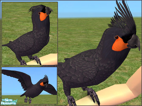 The Sims Resource - Palm Cockatoo
