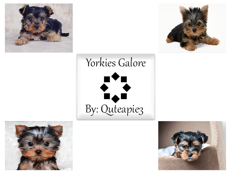 The Sims Resource | Yorkies Galore