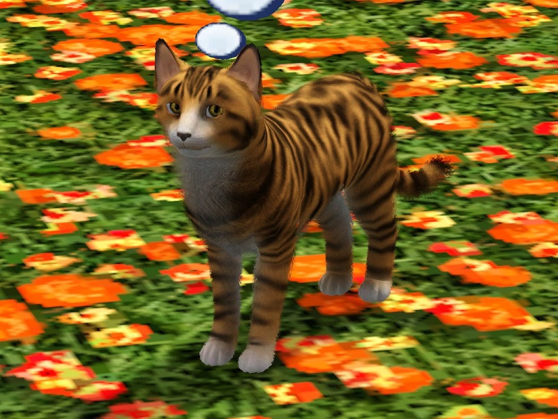 MissMoonshadow's Tigerlily Cat