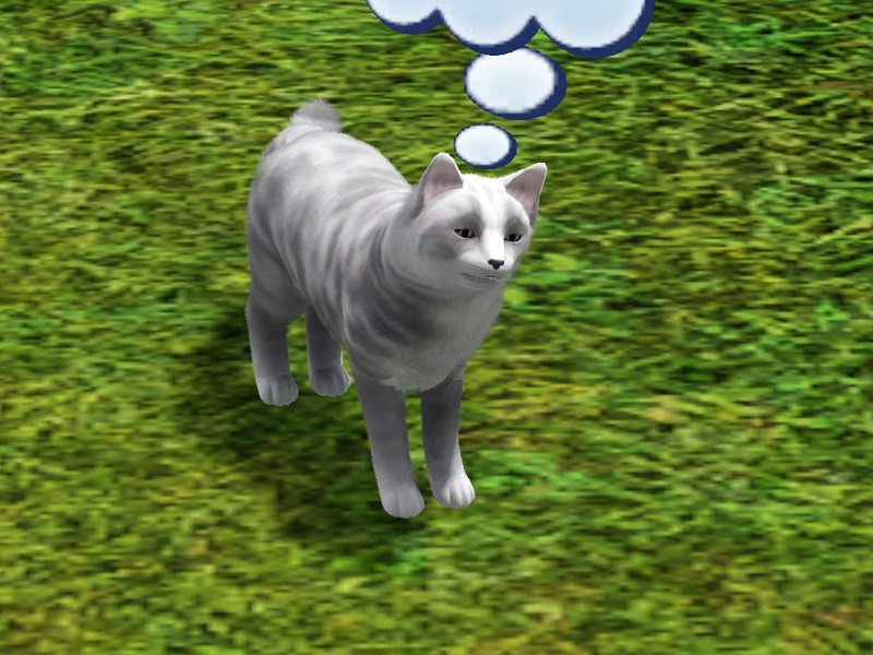 MissMoonshadow's Snowbell Cat