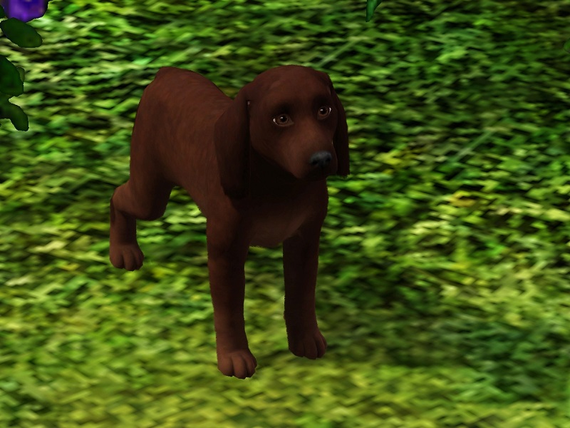 The Sims Resource | Sophie Dog