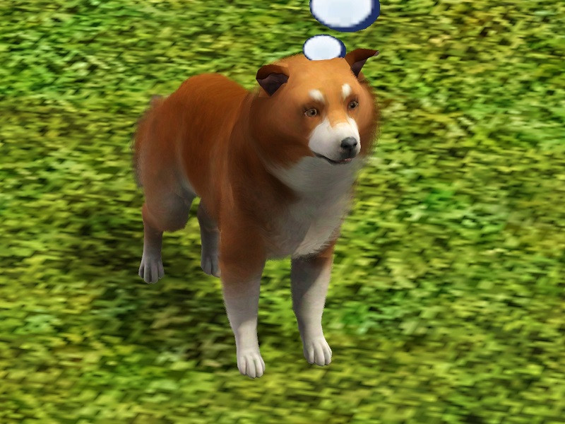 MissMoonshadow's Comet Dog