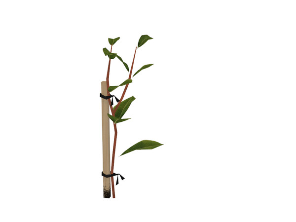 The Sims Resource | Staked Sapling