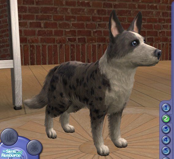 The Sims Resource | Cardigan Welsh Corgi Blue Merle