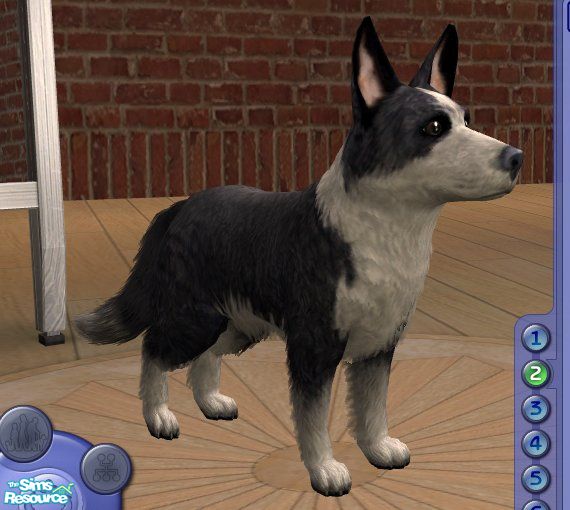 The Sims Resource - Cardigan Welsh Corgi Black/White