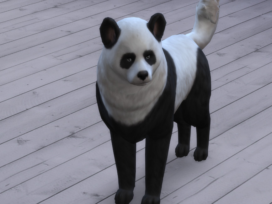 The Sims Resource - Akita Panda Dog