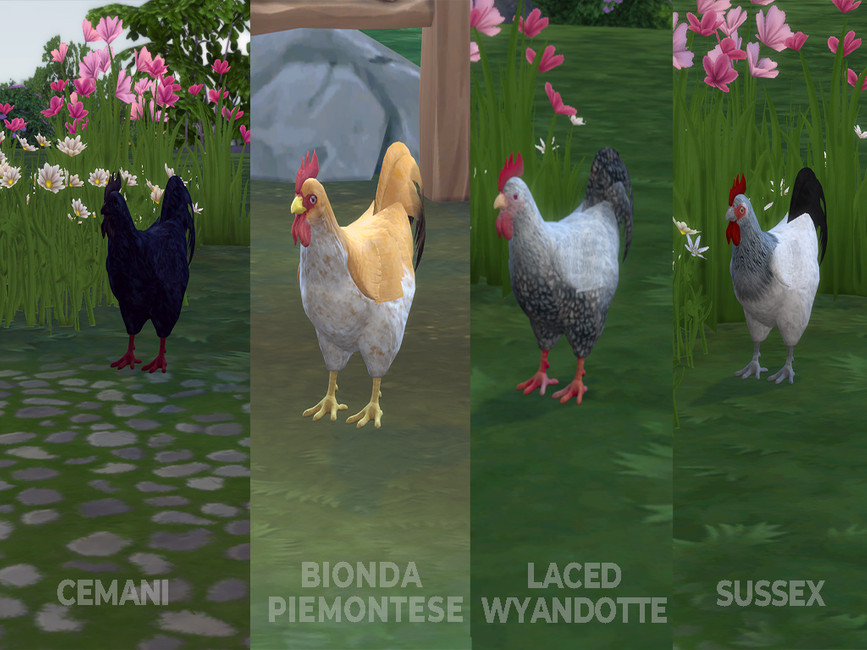The Sims Resource - Crucible's Chicken Breeds Pack #2
