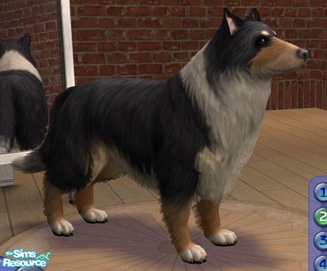 Sims 3 Pets Collie