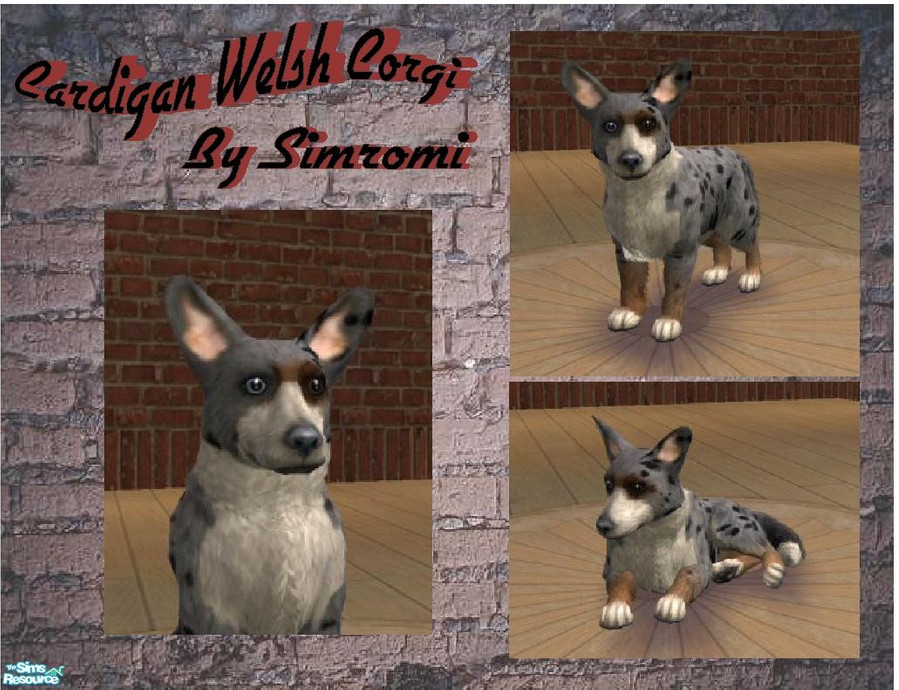 The Sims Resource | Cardigan Welsh Corgi Blue Merle