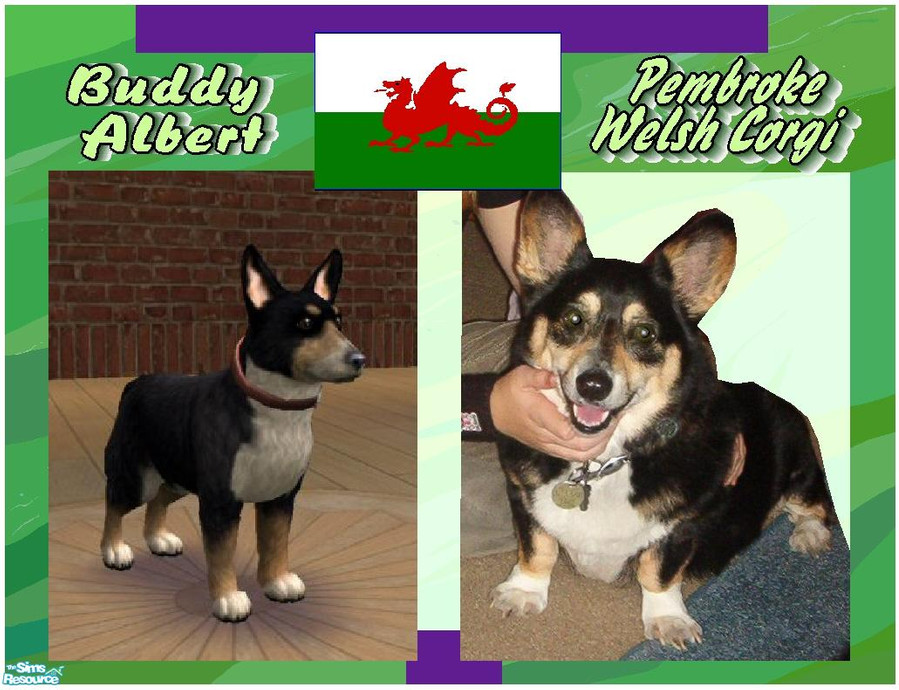 The Sims Resource - Buddy Pembroke Welsh Corgi Revised