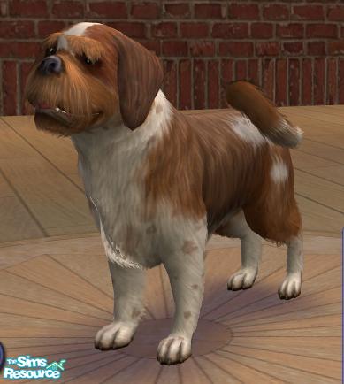 The Sims Resource | Shih Tzu, sable & white
