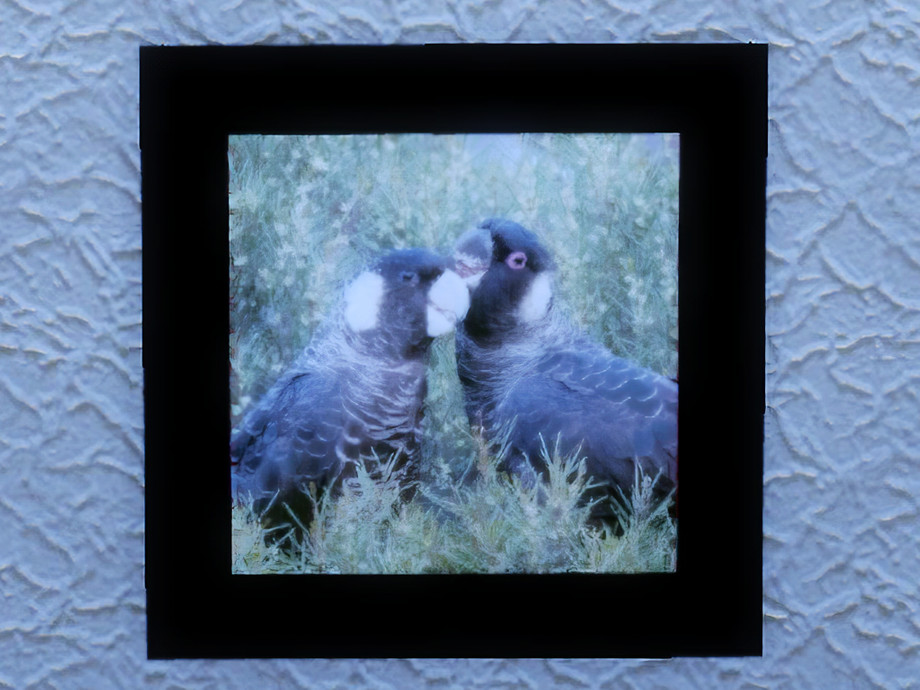 The Sims Resource | Black Cockatoo small
