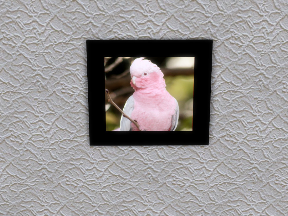 The Sims Resource | Australian Birds Collection small