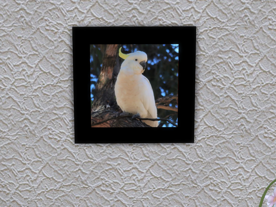 The Sims Resource | Australian Birds Collection small