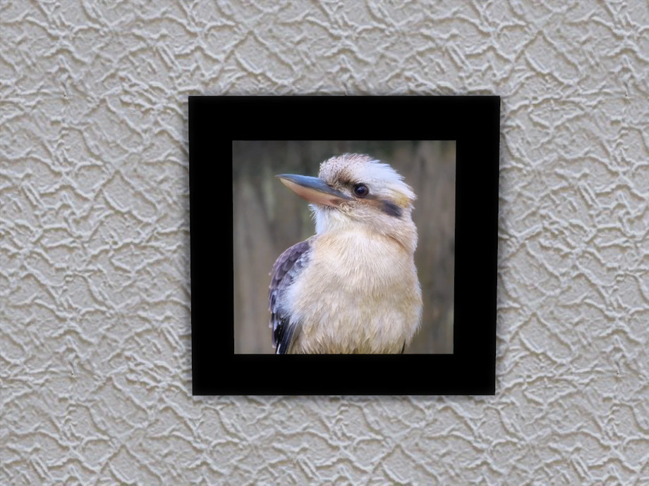 The Sims Resource | Australian Birds Collection small