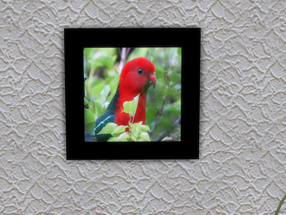 The Sims Resource | Australian Birds Collection small