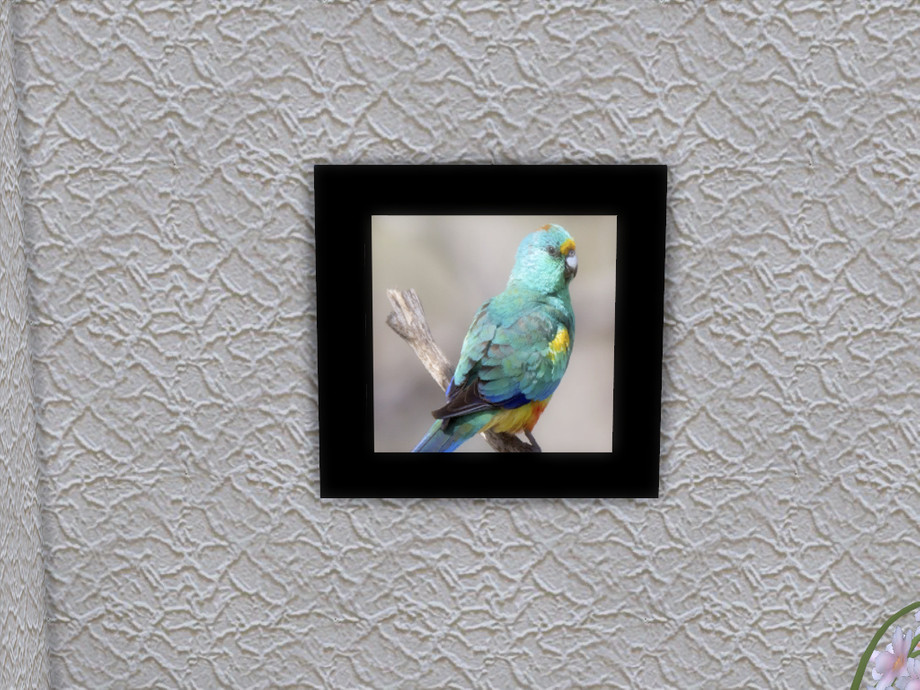 The Sims Resource | Australian Birds Collection small