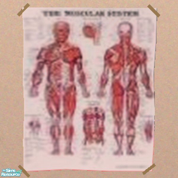 The Sims Resource - Anatomy Chart